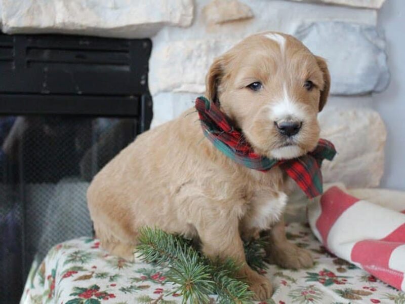 Dexter - Tan & White Male Puppy | Ramsey Creek Kennels